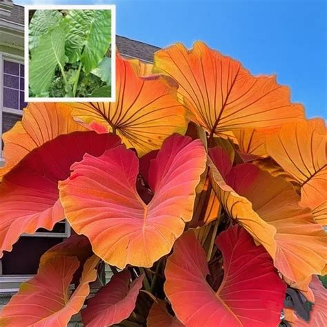Giant Bulk Elephant Ear Bulbs Garden Ornament For Sale