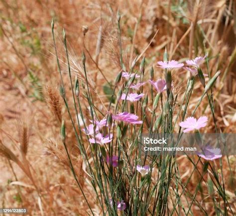 화창한 여름 날에 말린 잔디의 배경에 대초원 정향의 작은 보라색 꽃 대초원에서 다형성 자연 서식지에 다년생 식물 0명에 대한 스톡 사진 및 기타 이미지 Istock