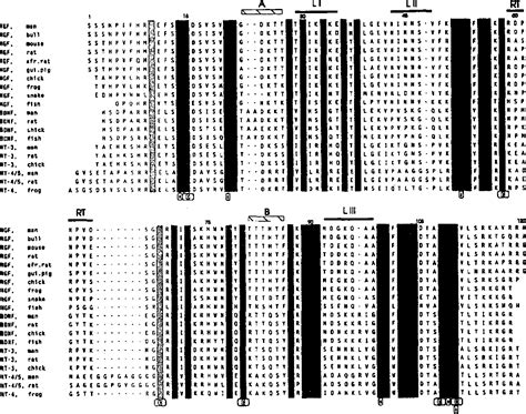 Figure 2 From The Conservation Of Neurotrophic Factors During Vertebrate Evolution Semantic