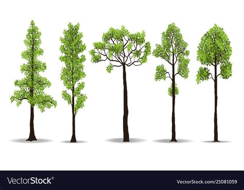 Collection Tree Royalty Free Vector Image VectorStock