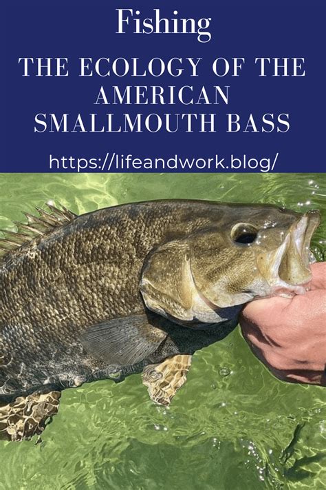 The Ecology Of The American Smallmouth Bass
