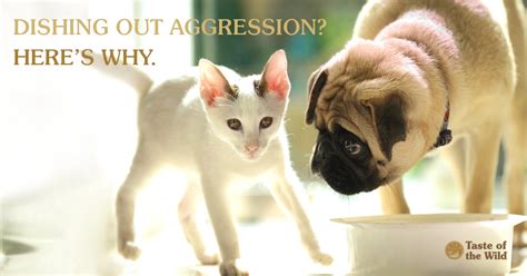 How To Help Food Aggression In Dogs