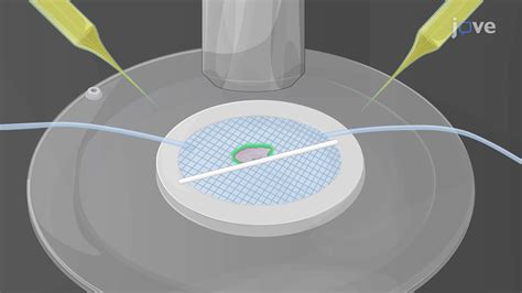 Video In Vitro Recording Of Theta Oscillations In The Mouse