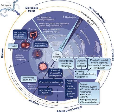 Gut Microbiota