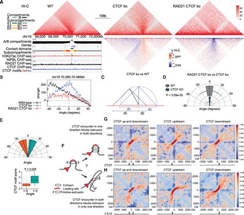 Figure 1 From Chromatin Jets Define The Properties Of Cohesin Driven In Vivo Loop Extrusion