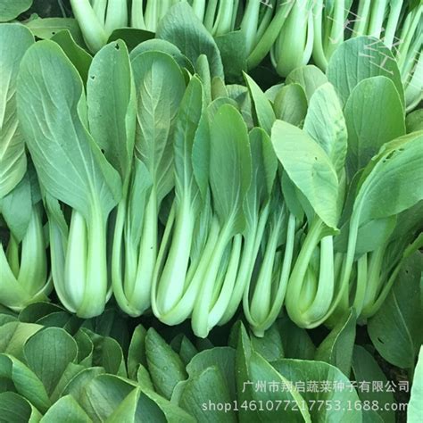 福州青菜品种青菜品种大全种类青菜品种大全第4页大山谷图库