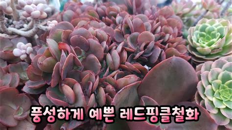 풍성하게 예쁜 레드핑클철화 수연 앙블리 쥬피터 눈맞춤합니다 Youtube