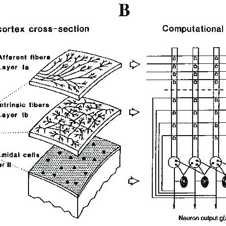 Schematic Representation Of Brain Slice Preparation Of Piriform Cortex Download Scientific