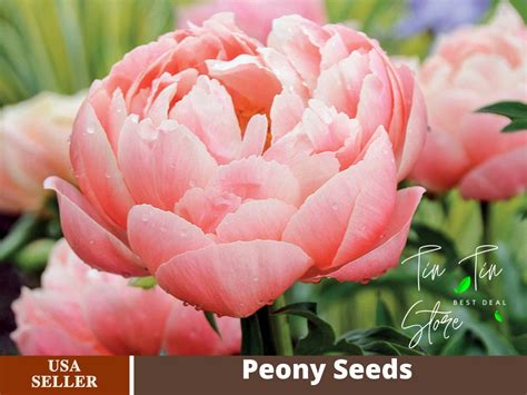 10 Rare Seeds Coral Charm Peony Seeds B011 Buy 3 Get 1 Free