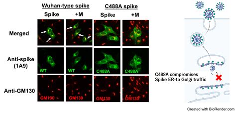 Sars Cov 2 Spike Protein Mutation At Cysteine 488 Impairs Its Golgi