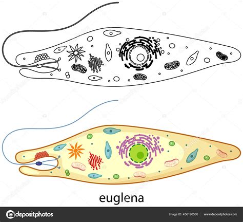 Binary Fission Euglena