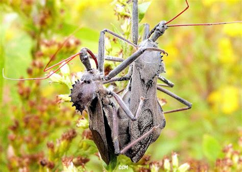 Wheel Bugs Mating Project Noah