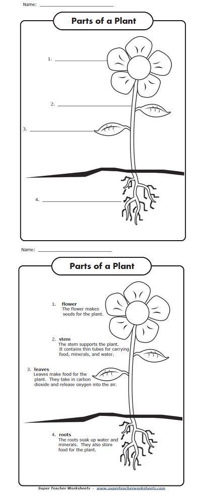 Science Worksheets Grade 4 Plants Math Worksheets For Middle School