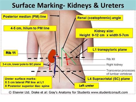 Abdomen 3 Cas Flashcards Quizlet