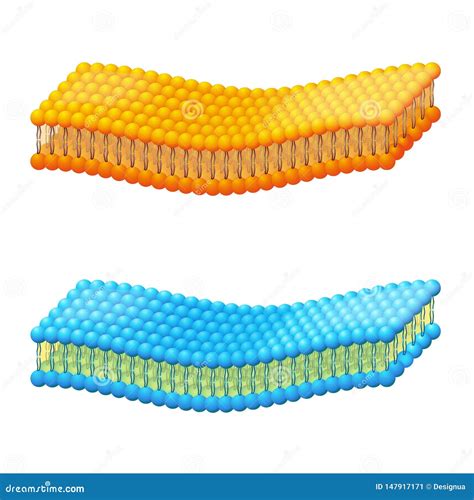 Cell Membrane A Detailed Diagram Models Of Membrane Structure Cartoon