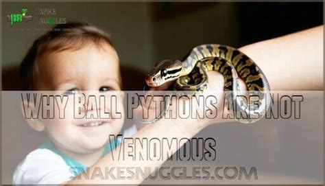Are Ball Pythons Poisonous Safety Facts Every Owner Should Know