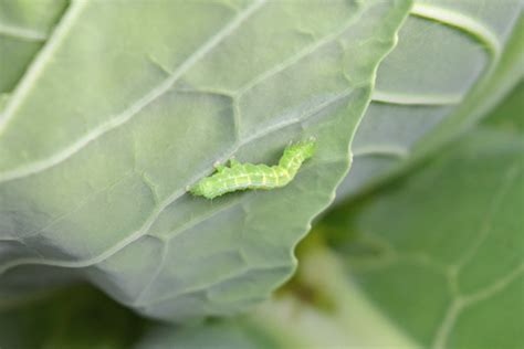 キャベツの結球する様子とキャベツの収穫方法 新築の庭で家庭菜園ブログ