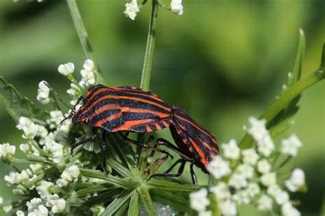 Bug Reproduction Pests Free Photo On Pixabay Pixabay