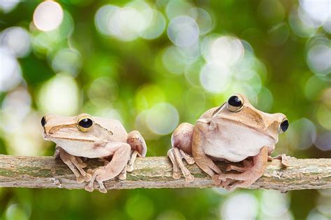 Everything You Ever Wanted To Know About Frog Sex But Were Afraid To Ask JSTOR Daily