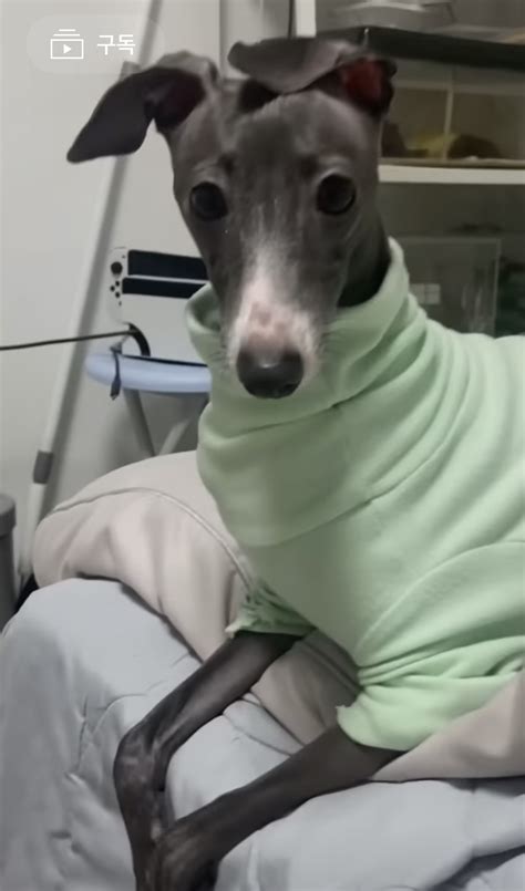 해연갤 ㅃ 아 이 종류 강쥐 성격 존나 웃긴거같음
