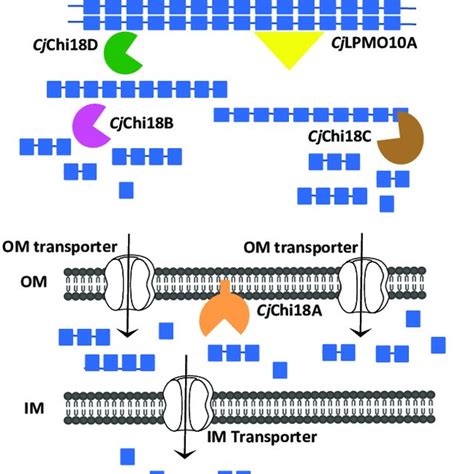 Degradation Of α Chitin Degradation Of α Chitin 15 Gl At 30 °c Was Download Scientific