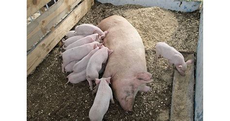 Фуражи и добавки за подрастващи прасета Български Фермер