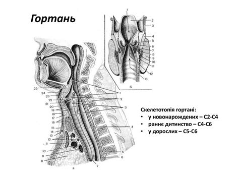 Топографічна анатомія шиї презентация онлайн