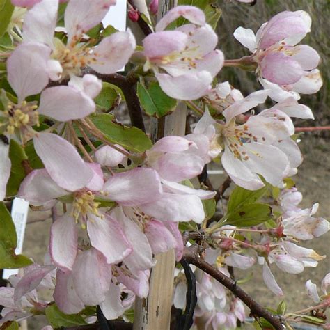 Malus ‘sun Rival Crab Apple Tree 12l Pot Weeping Shape
