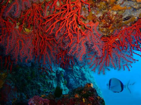 Кораллы красные (134 фото)