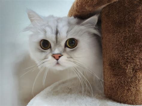 페르시안친칠라 고순이 고양이책임분양♥ 강아지파양 고양이파양 유기견무료분양입양 아이조아요양보호소