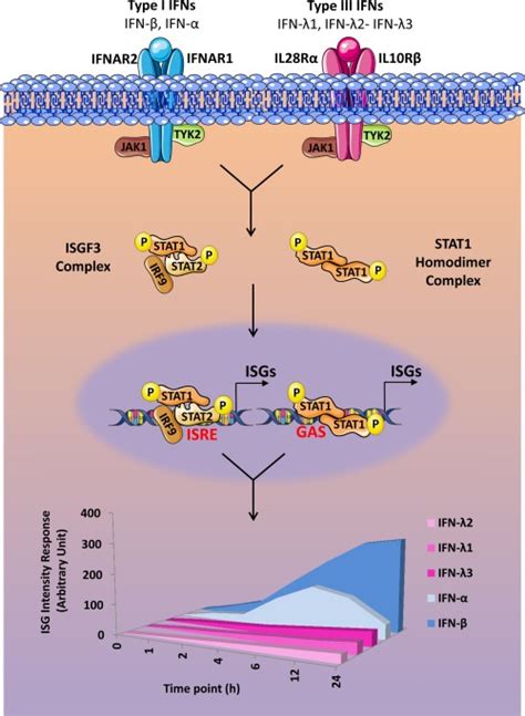 Type I And Iii Ifn Signaling Pathways Lead To Different Kinetics And