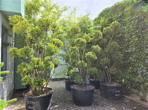 Verde გერმანული სანერგე ბრუნსის Bruns De ექსკლუზიური ხეების კოლექციიდან ურთხელის