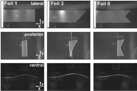 Propulsion By Flexible Foils With Different Trailing Edge Shapes Foils Download Scientific
