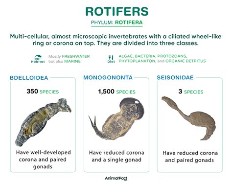 Rotifer Examples Classification Characteristics And Pictures