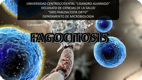 Fagocitosis Ana 934 Udocz