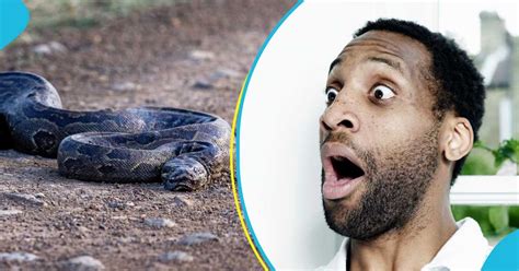 Teen Boy Conquers Monstrous 14 Foot Python On Sugarcane Farm Near