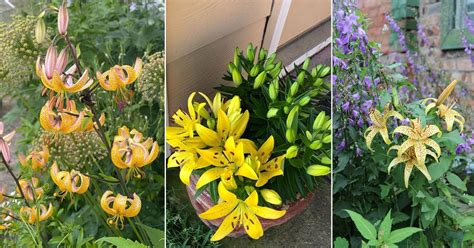 17 Different Types Of Yellow Lilies Yellow Lily Meaning