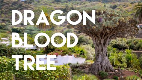 Blood In Blood Out Tree Latbucks