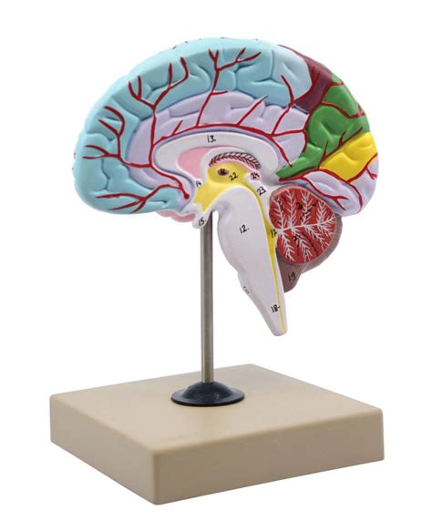 Human Half Brain Model Life Size Cross Section Color Coded And Numbered With Key Card Brain