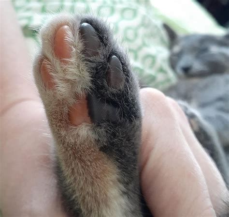 Mega Collection Of Cat And Their Toe Beans S Memes And More