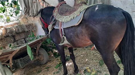 Fiddler On The Roof Free Photo On Pixabay Pixabay