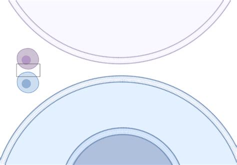 2 Cell Interaction Phospholipid Membrane BioRender Science Templates