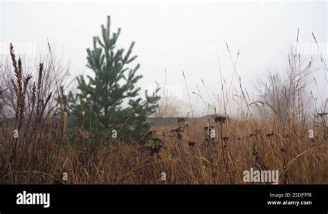 Field Fog Grass Stock Videos And Footage Hd And 4k Video Clips Alamy