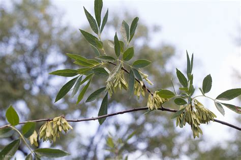 Fraxinus Velutina Modesto