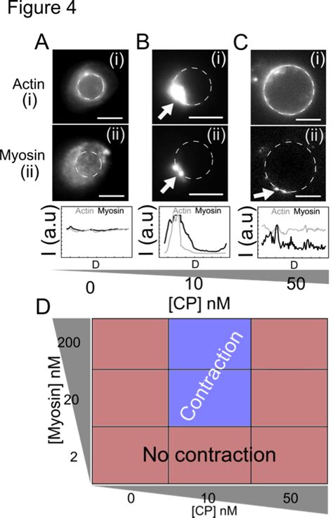 Contraction Of Branched Actin Networks By Myosin Ii Epifluorescence