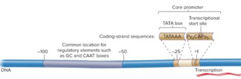 Ch 12 E Eukaryotic Transcription RNA Modifications Flashcards Quizlet