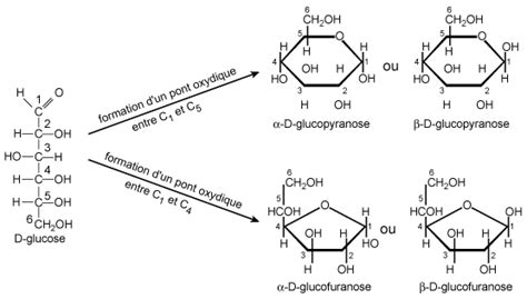 Structure Du Diagramme Des Glucides Chapitre 2 Les Glucides Borzuya