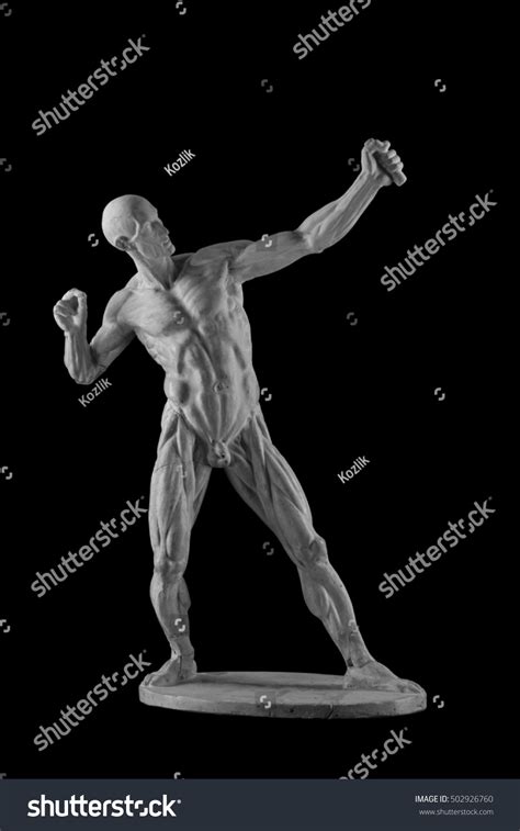 Plaster Statue Naked Anatomical Human Figure Stock Photo Shutterstock