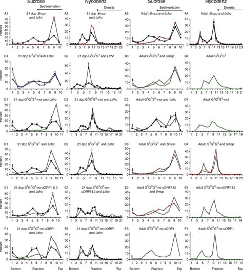 Figure 3 From Identification Of Elements In The Smcp 5 And 3 Utr That Repress Translation And