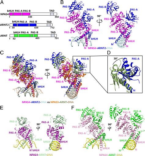 Overall Structures Of The Npas4 Heterodimers A Schematic